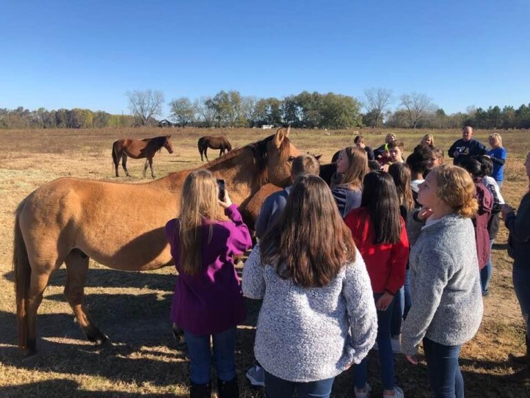 Gallery - Wild Mustang Ranch