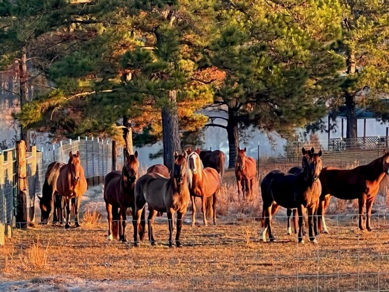 Available Mustangs - Wild Mustang Ranch