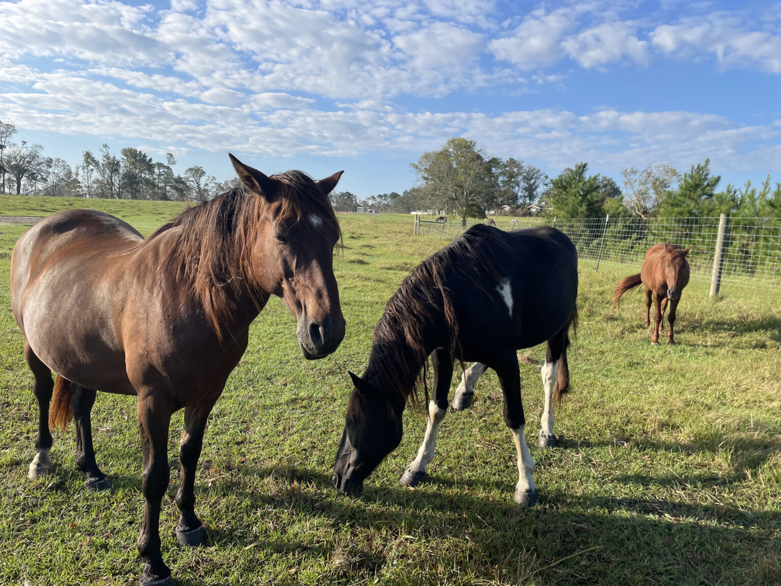 About the Ranch - Wild Mustang Ranch