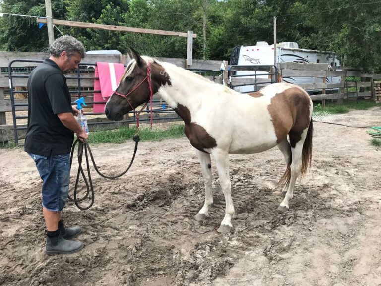 About the Ranch - Wild Mustang Ranch