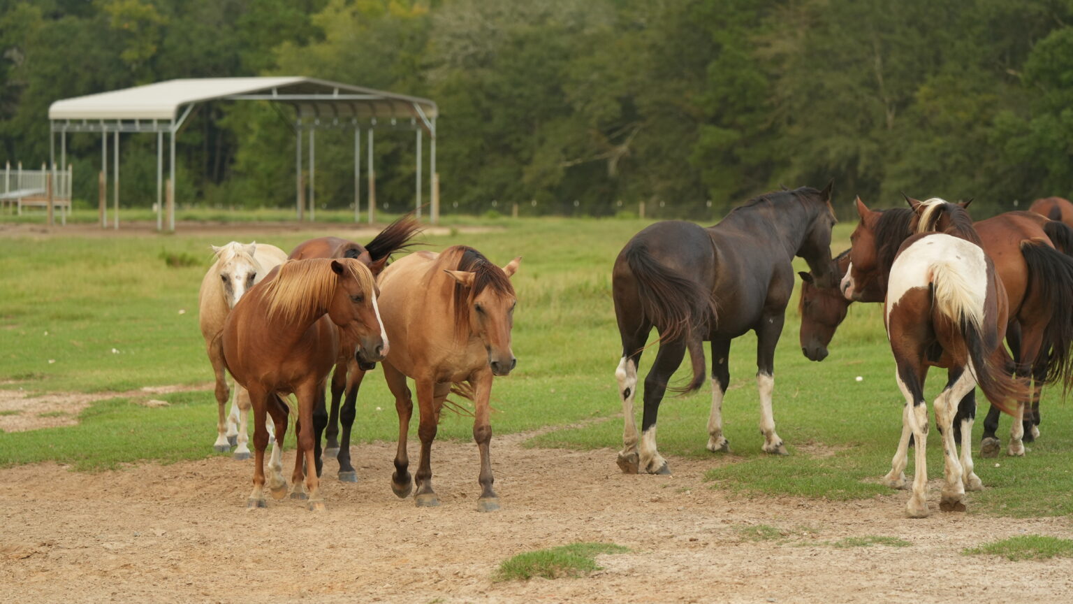 Home - Wild Mustang Ranch