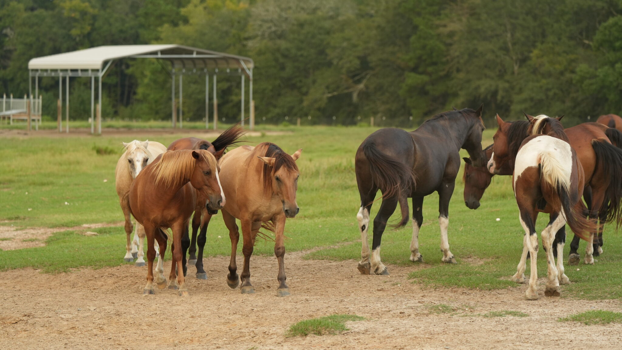 Home - Wild Mustang Ranch