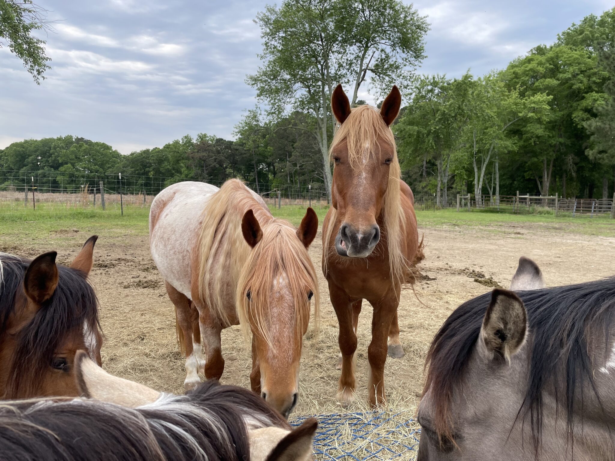 Home - Wild Mustang Ranch