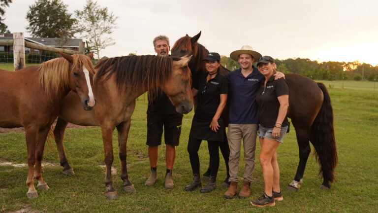 Available Mustangs - Wild Mustang Ranch