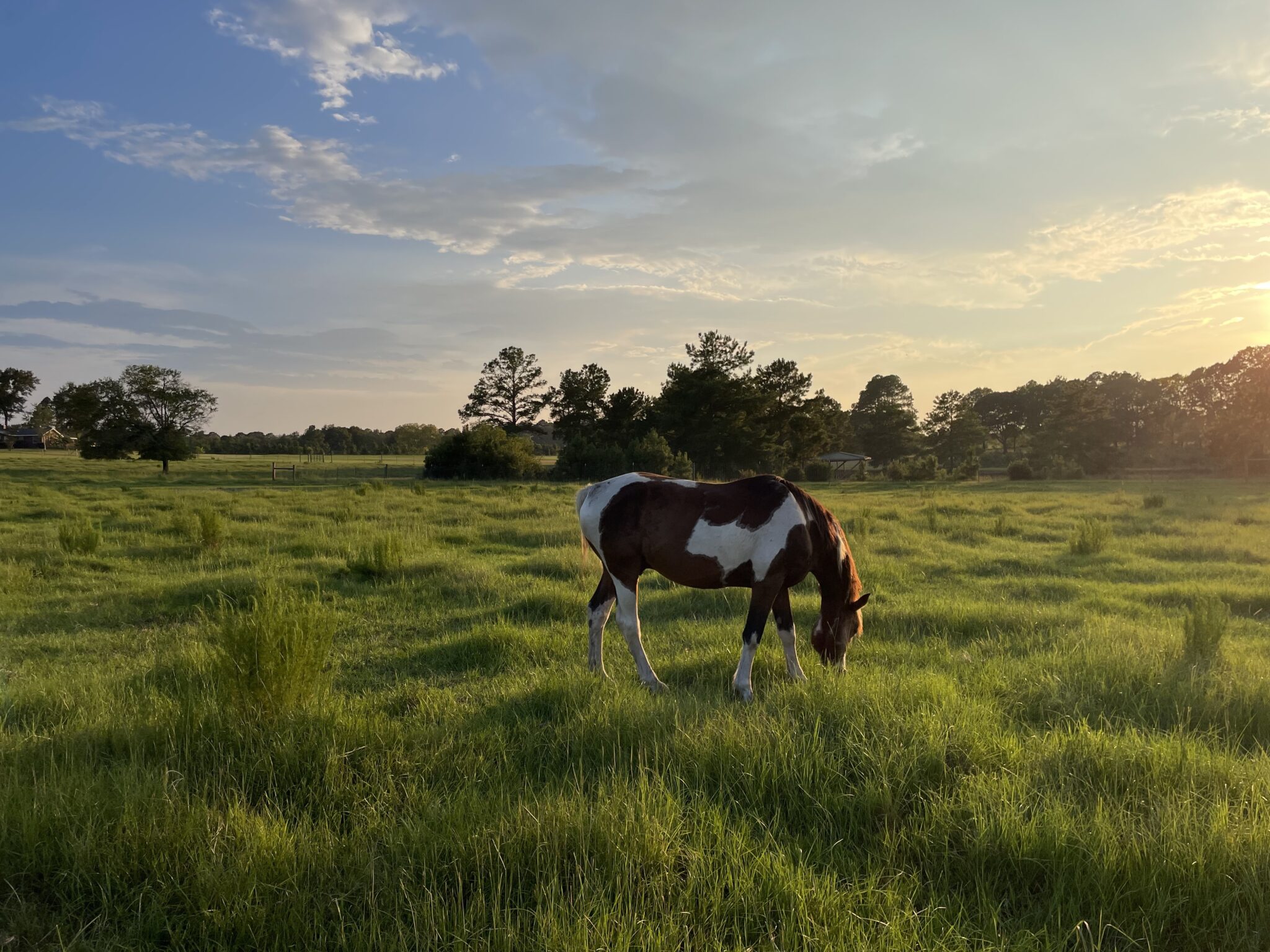 Available Mustangs - Wild Mustang Ranch