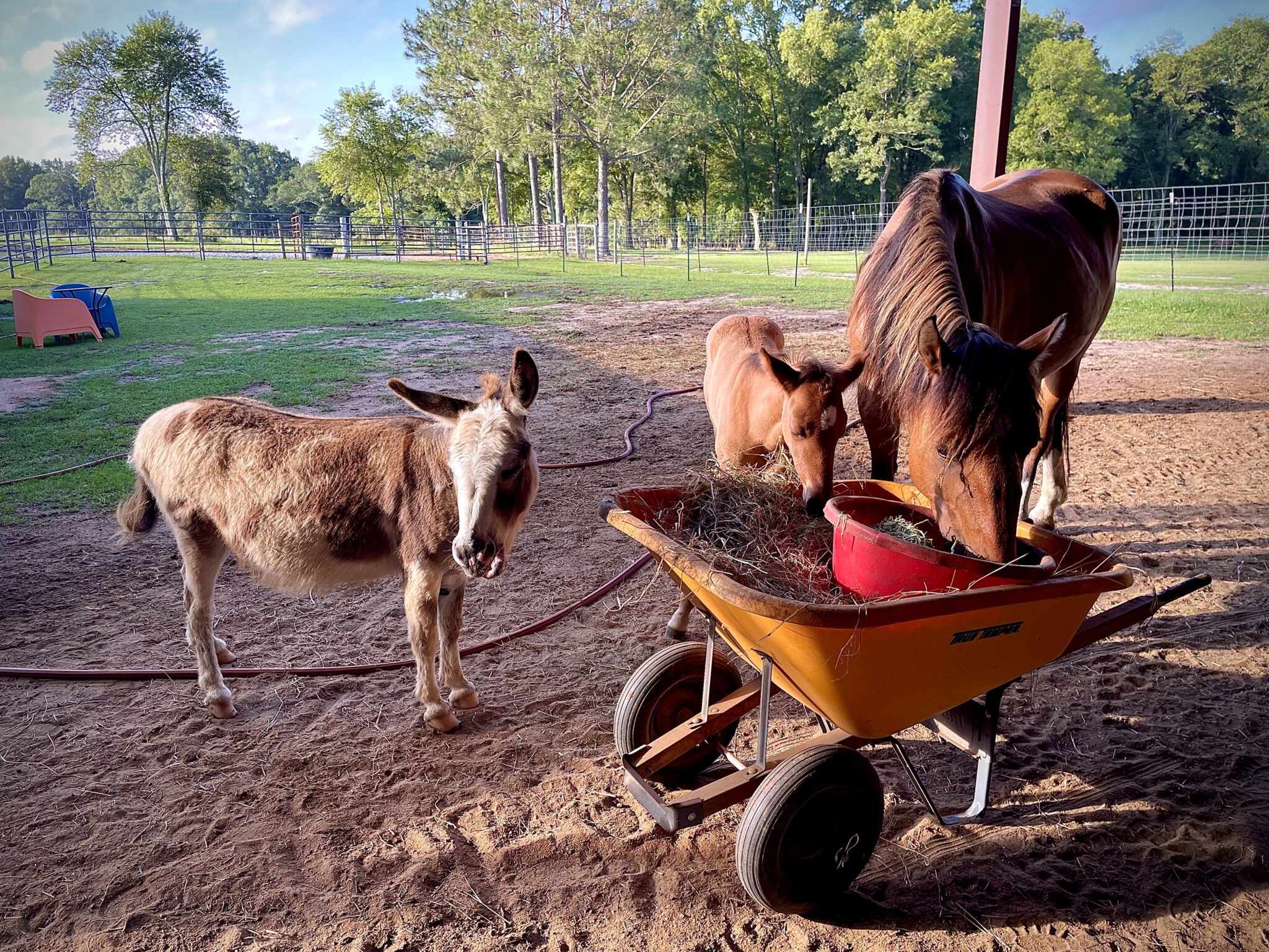 Stay on the Ranch - Wild Mustang Ranch