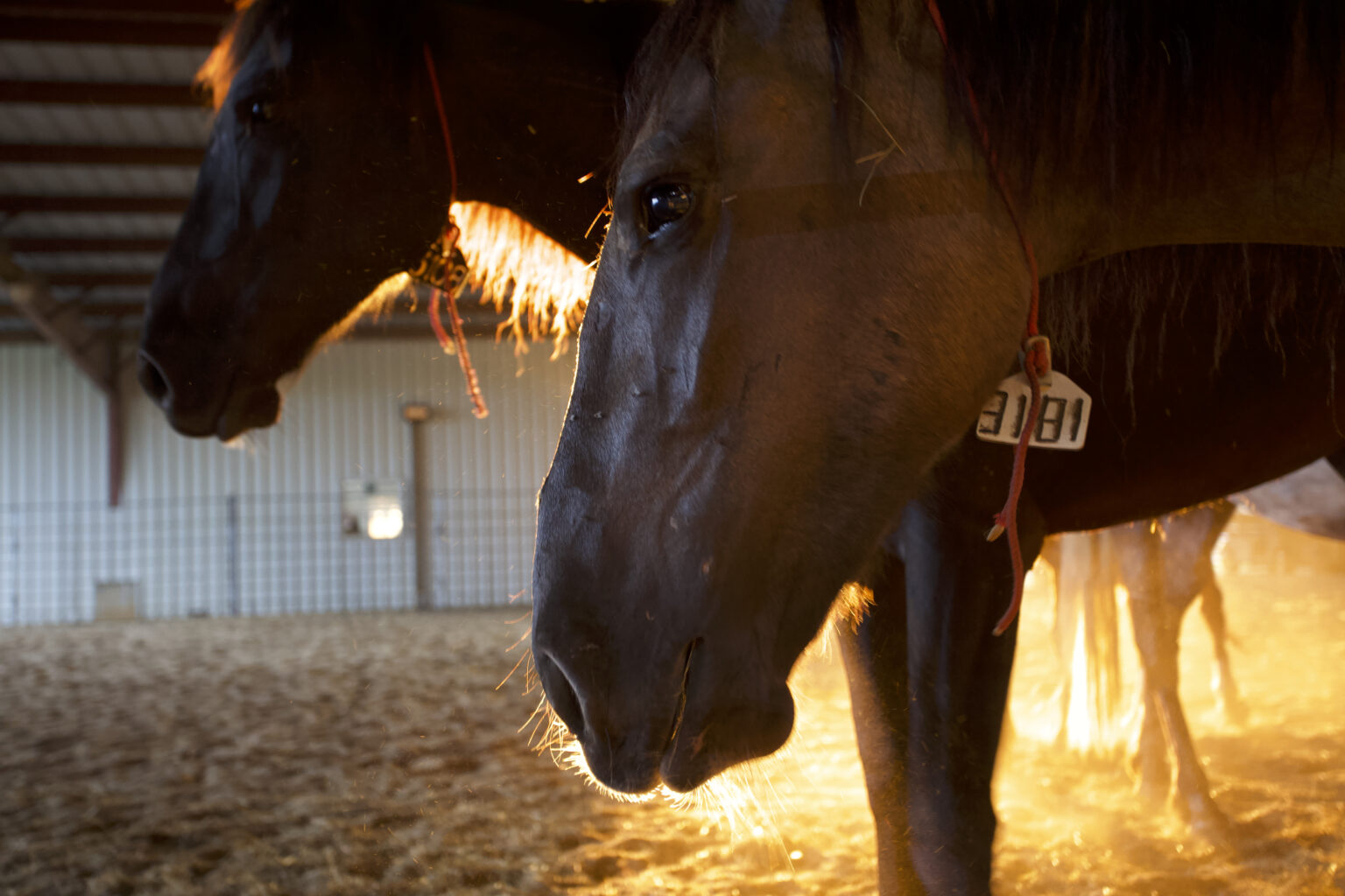 Home - Wild Mustang Ranch