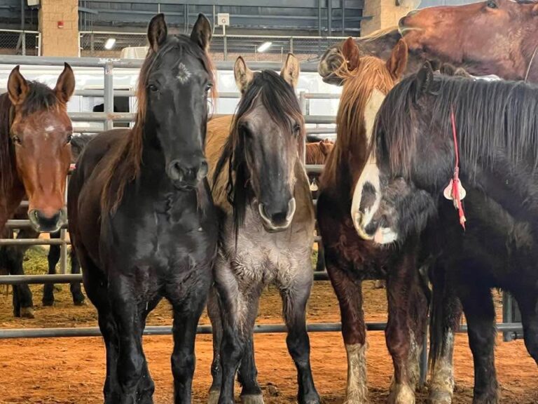 Stay on the Ranch - Wild Mustang Ranch